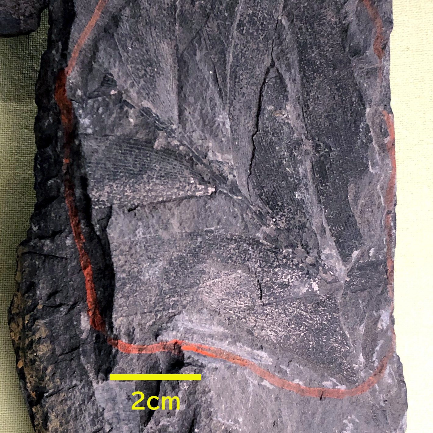 第19回 岡山が誇る植物化石群「成羽フローラ」⑦ 「ポドザミテス」と「スウェーデンボージア」 | 高梁市成羽美術館